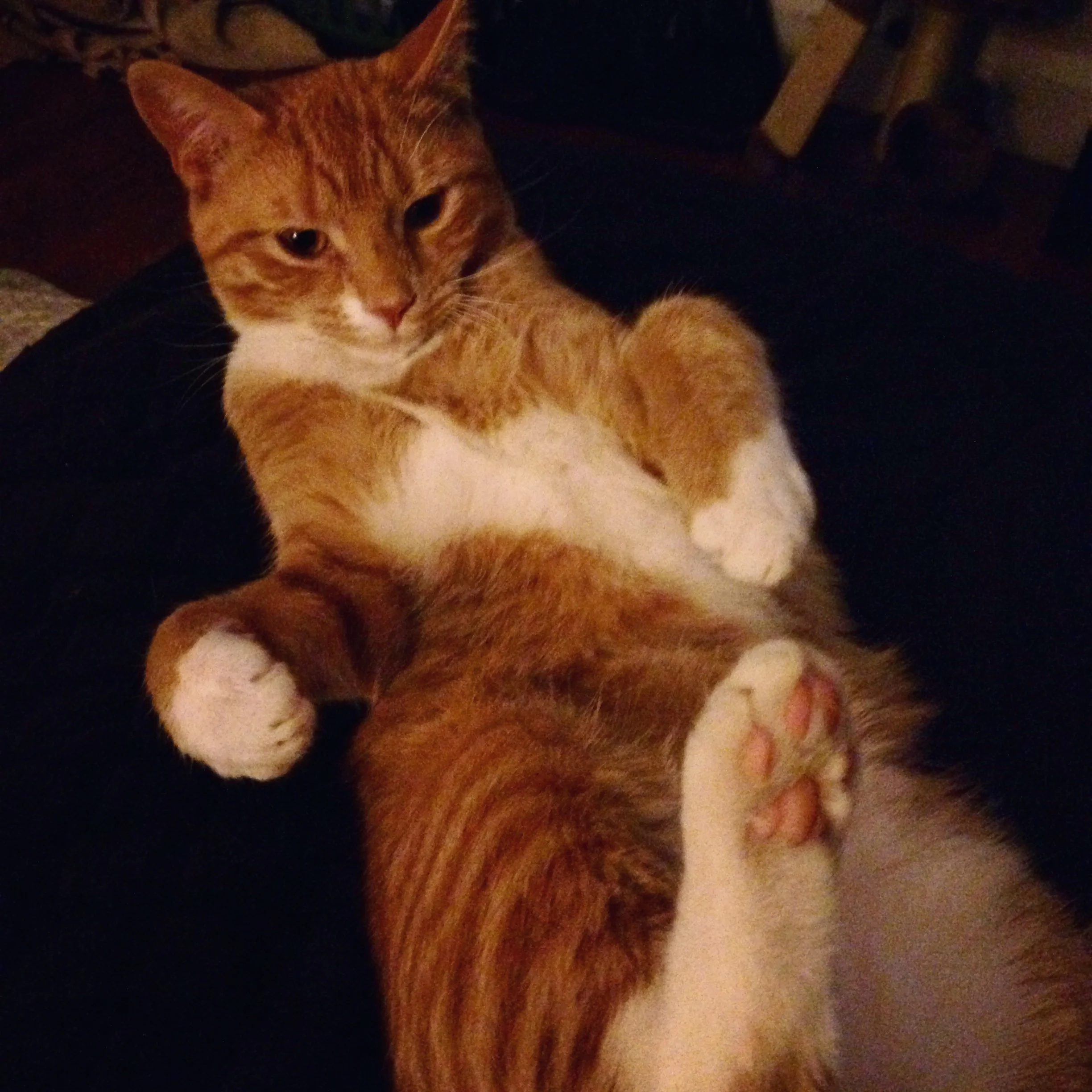 The Cat Feet Sonnet — Ariele Sieling