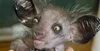 Monster Encyclopedia: Minket — Ariele Sieling