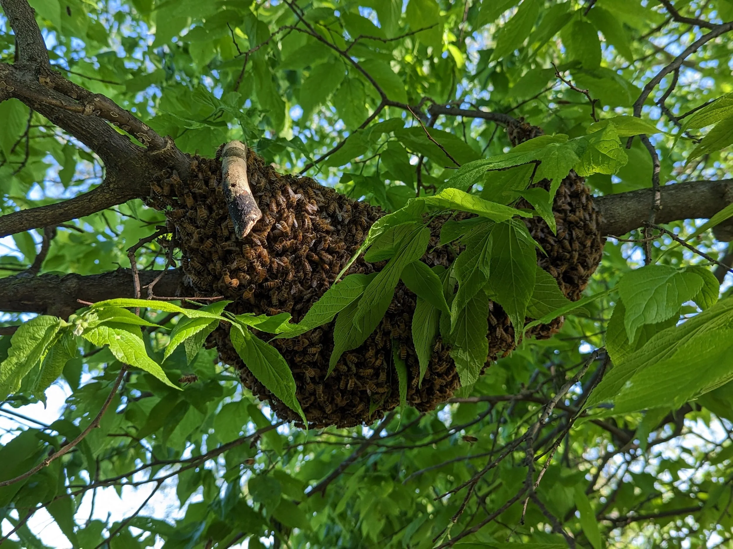Spring Swarm Season! — Ariele Sieling