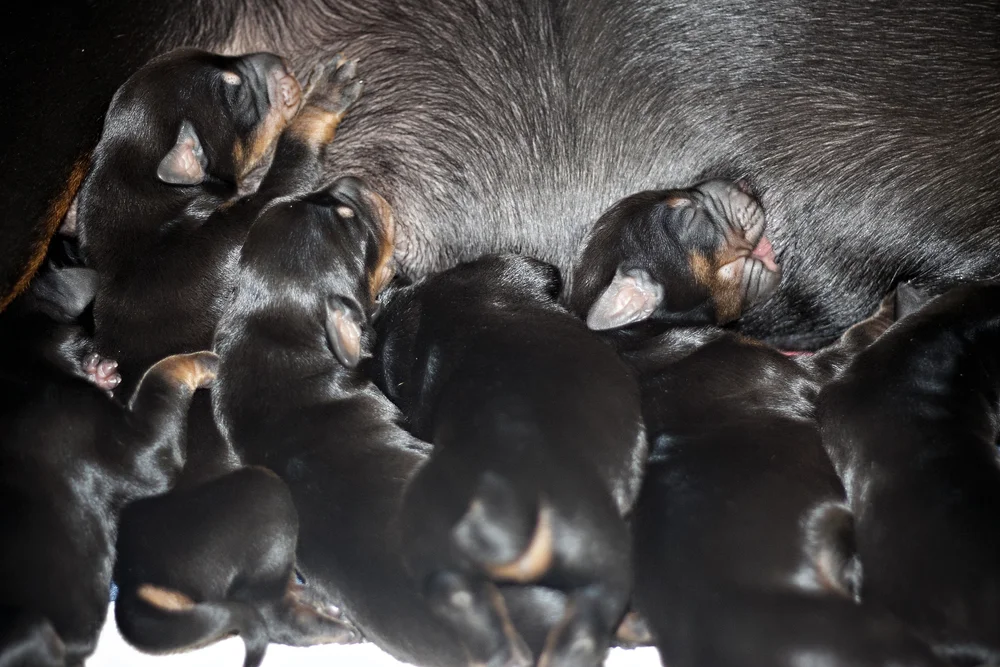 Newborn Doberman Puppies