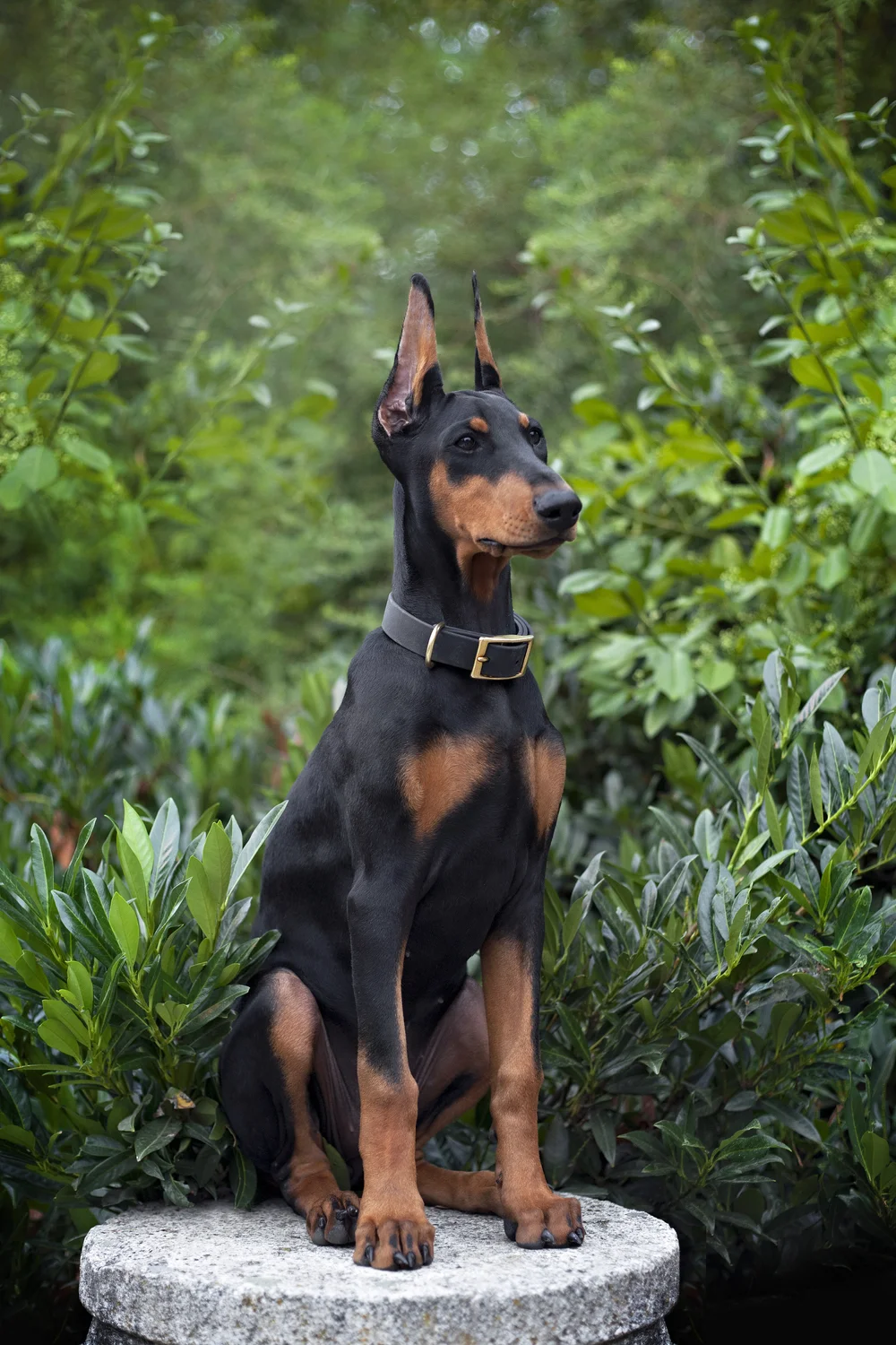 Do Dobermans Ears Stand All The Time