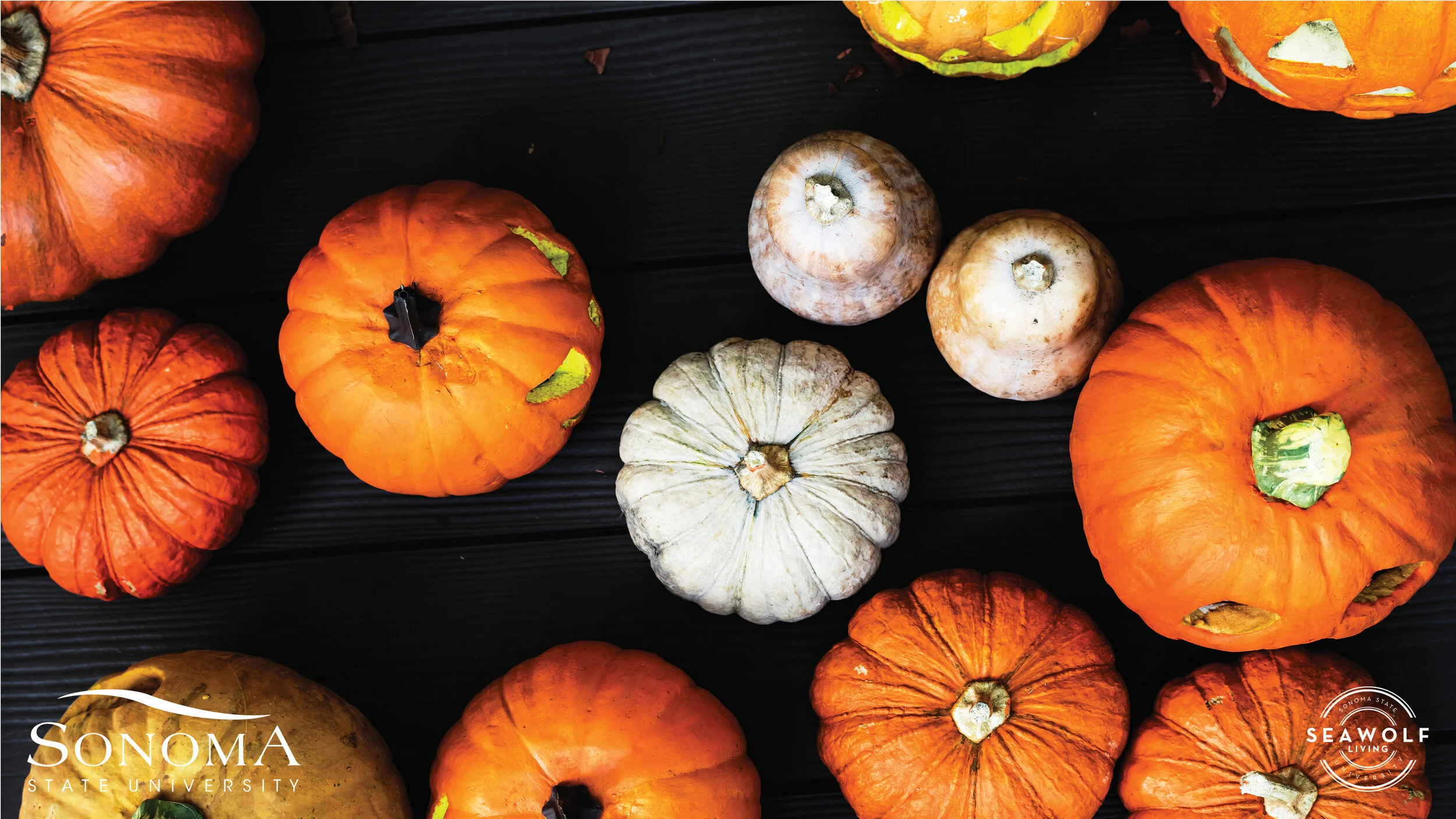 Fall Inspired Zoom Virtual Backgrounds﻿ — SEAWOLF LIVING