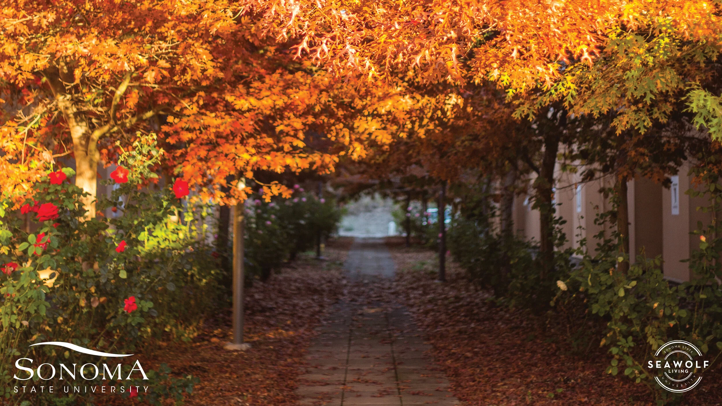 Fall Inspired Zoom Virtual Backgrounds﻿ — SEAWOLF LIVING