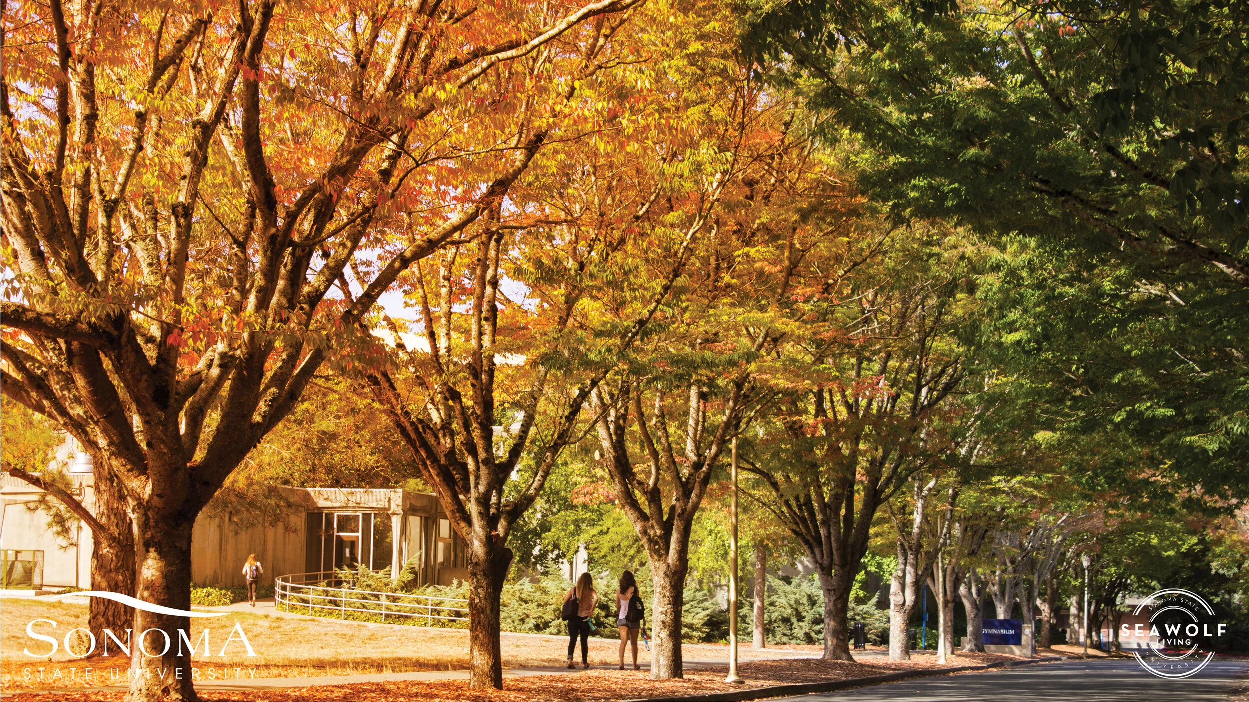 Fall Inspired Zoom Virtual Backgrounds﻿ — SEAWOLF LIVING