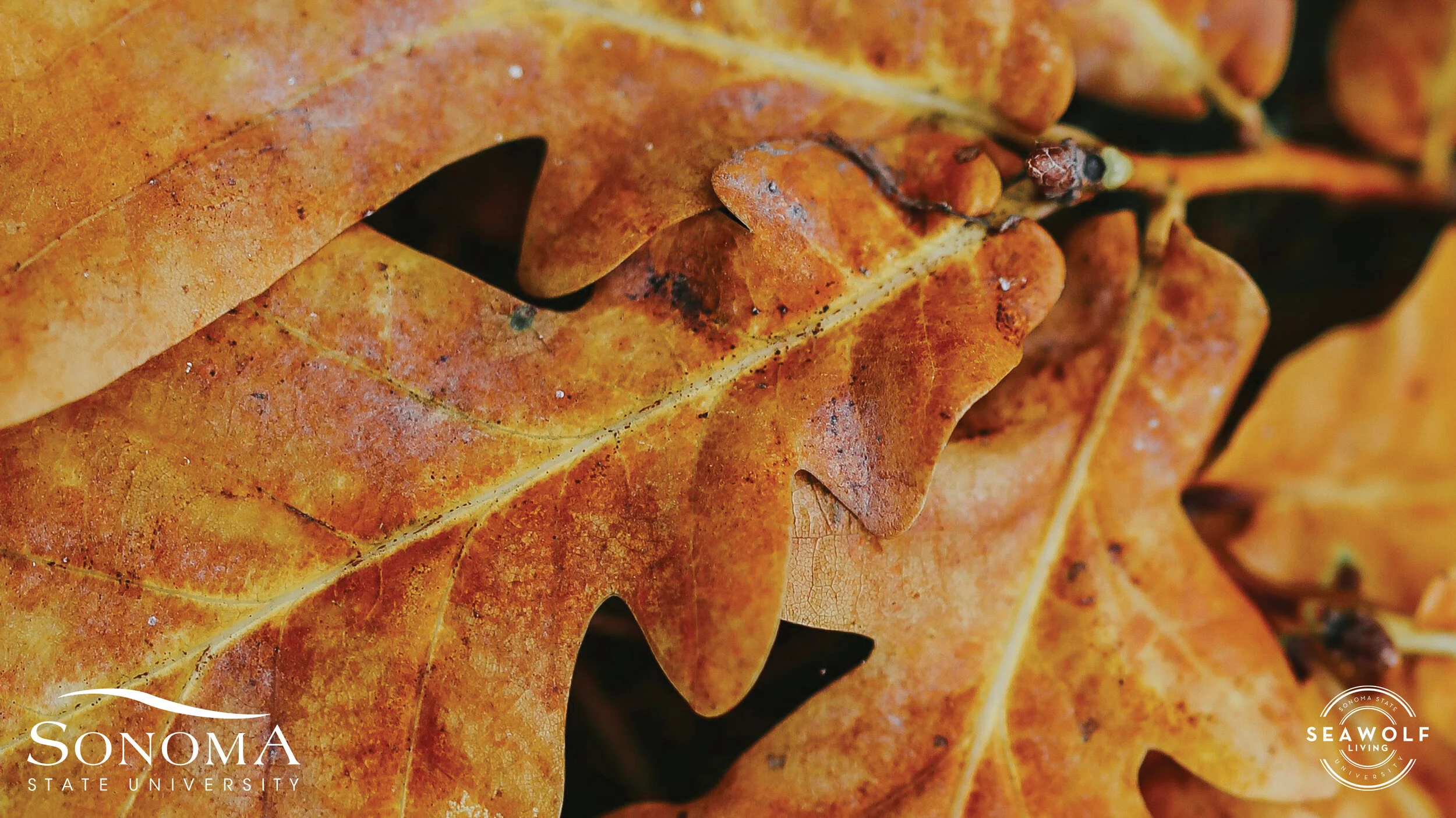 Fall Inspired Zoom Virtual Backgrounds﻿ — SEAWOLF LIVING