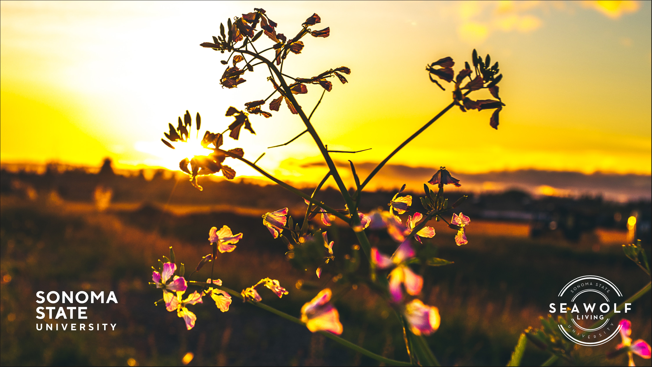March Zoom Backgrounds — SEAWOLF LIVING