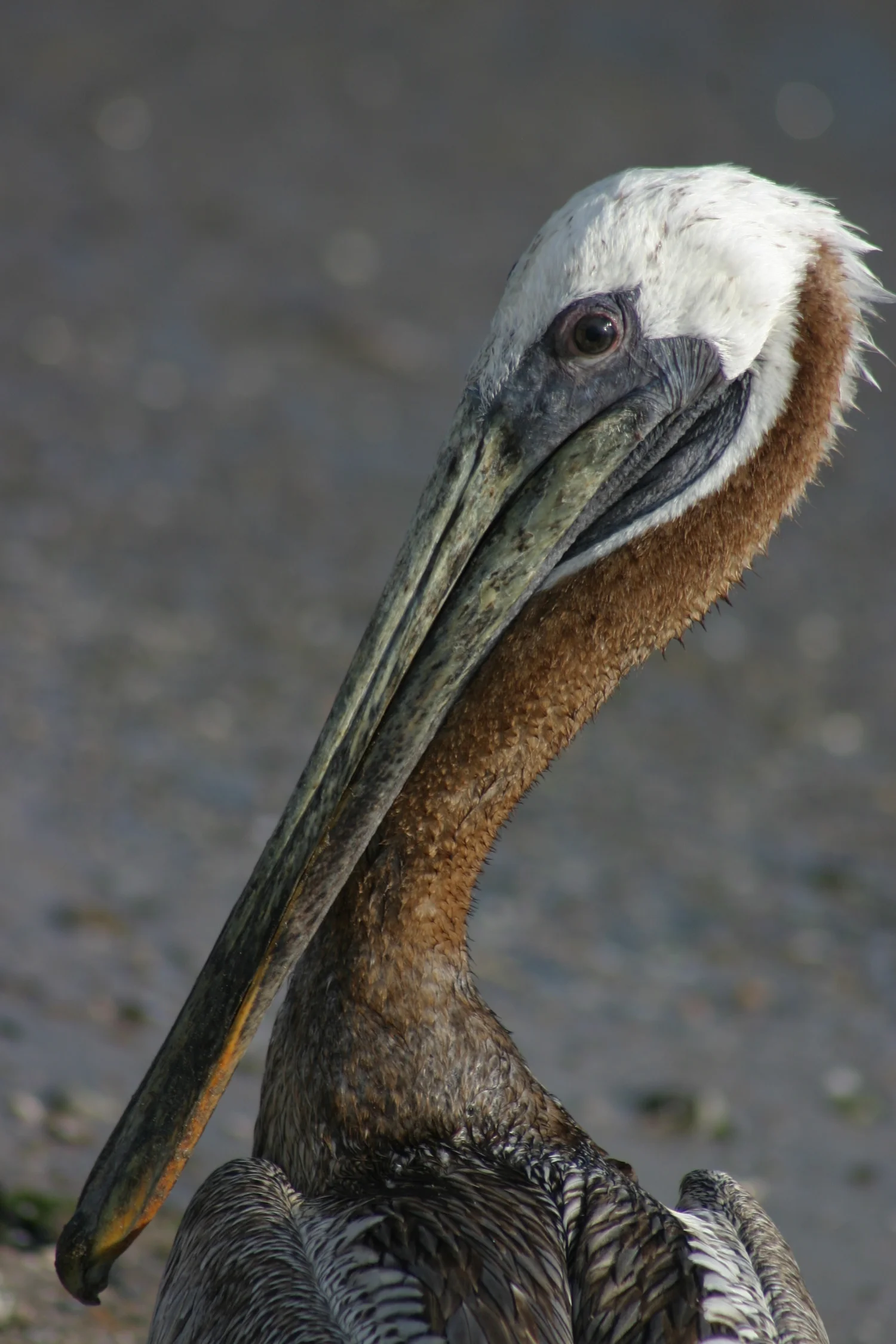 Mexico's Most Beautiful Birds | Ventanas Mexico