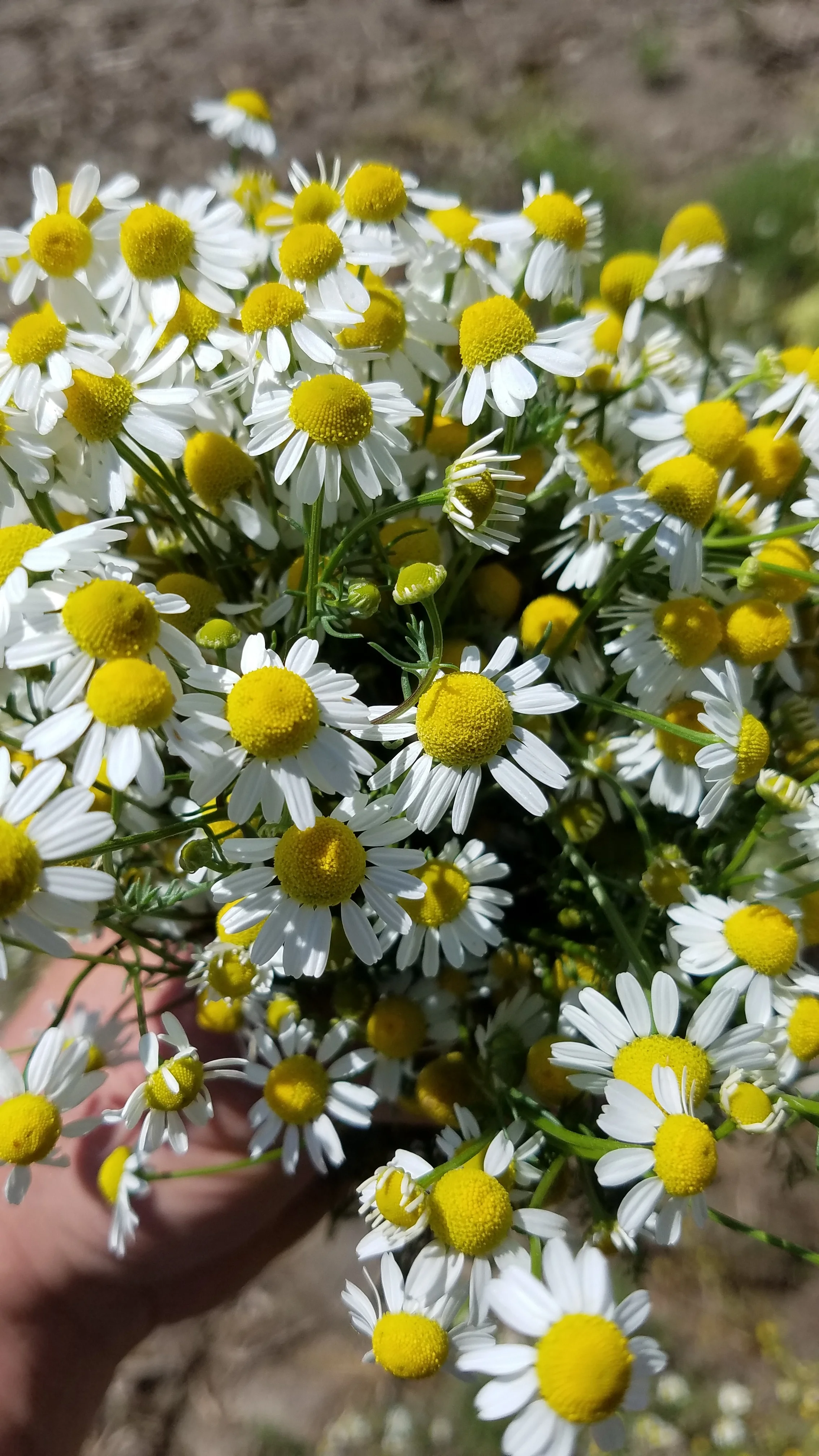 Eat the Neighborhood: Foraging & Wildlife Tours — Odd Produce, Inc.