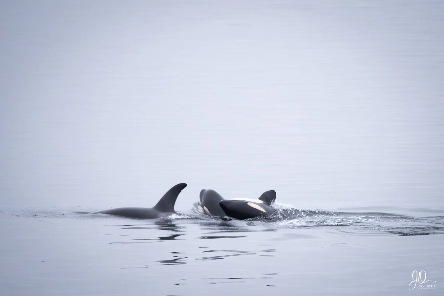 Fin Island — Jenn Dickie Photography