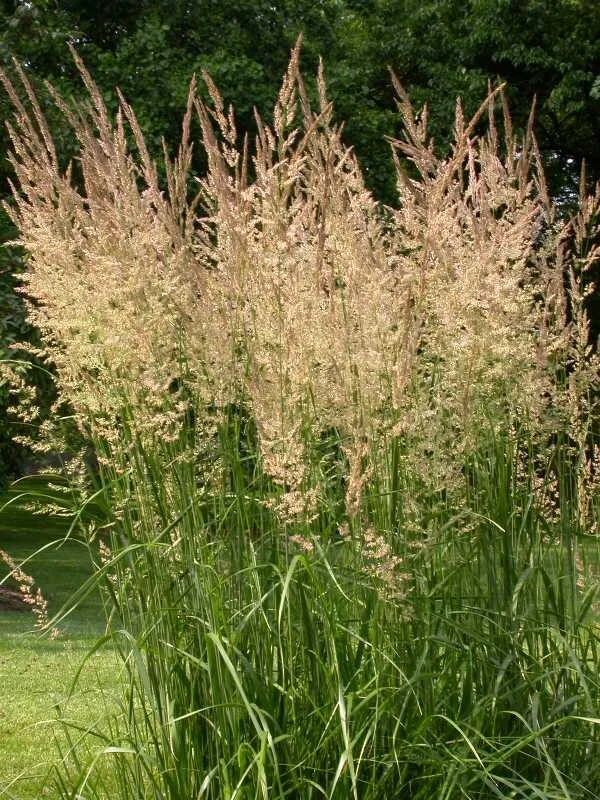 POTS & PLANTS — The West End Journal