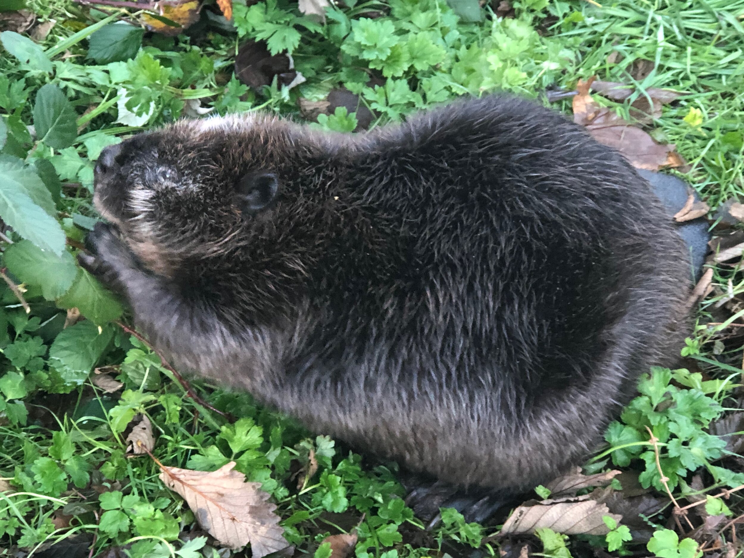 THE TALK OF THE TOWN — The West End Journal