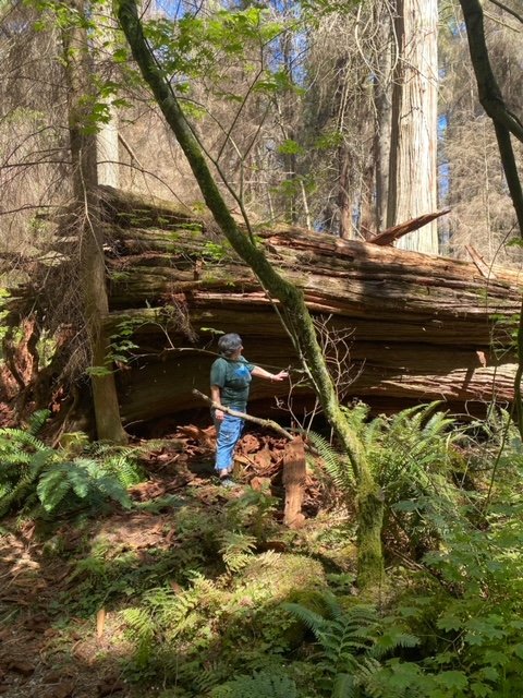 STANLEY PARK NOTEBOOK — The West End Journal