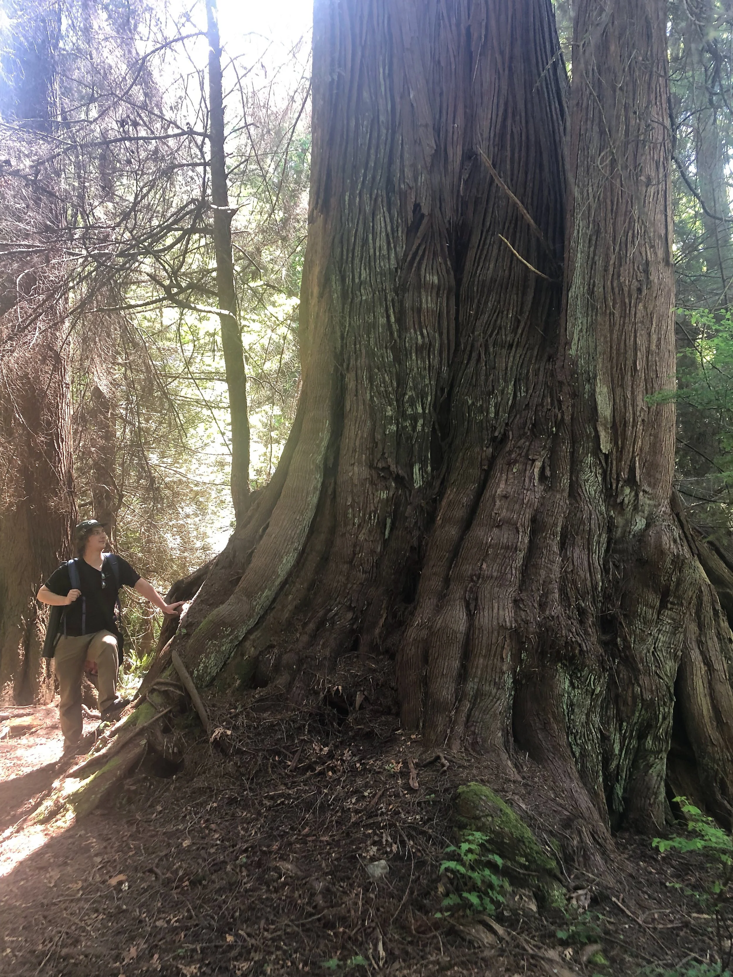 STANLEY PARK NOTEBOOK — The West End Journal