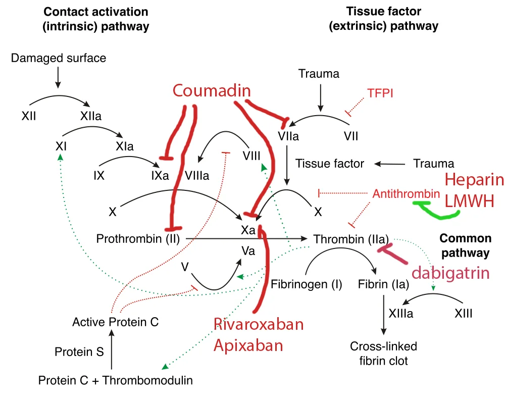 Blood Coagulation Pathway And Resources