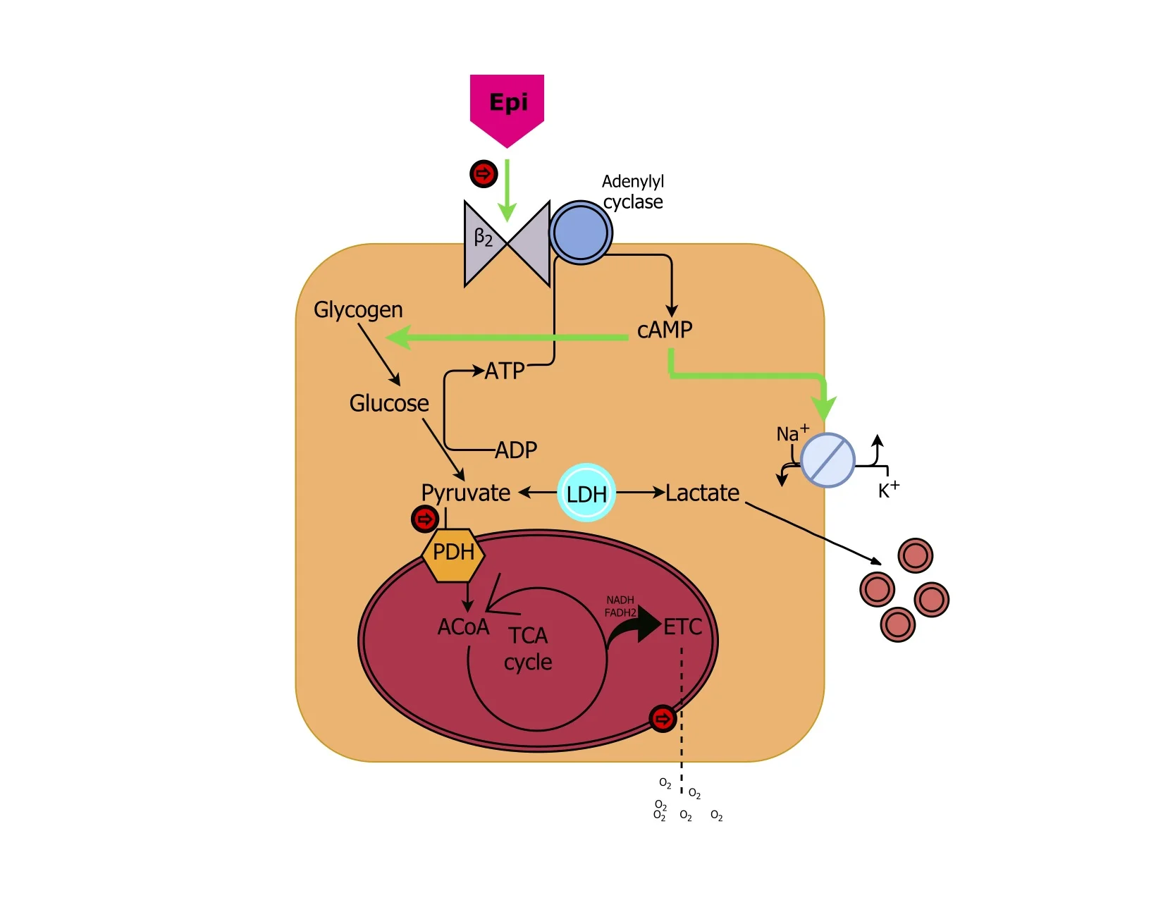 Hyperlactatemia in Critical Illness: History, Mechanisms, and the ...