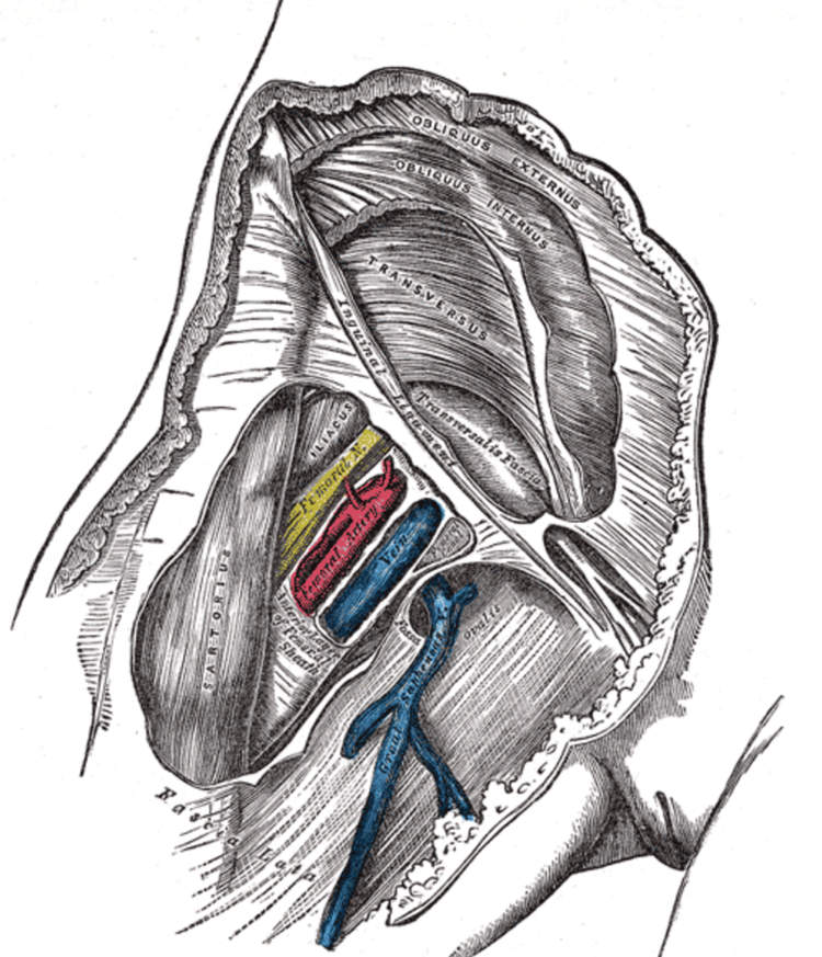 The Anatomy of Femoral Vascular Access — Taming the SRU