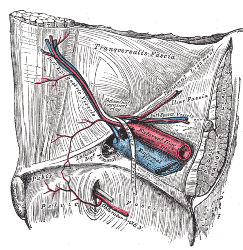 The Anatomy of Femoral Vascular Access — Taming the SRU