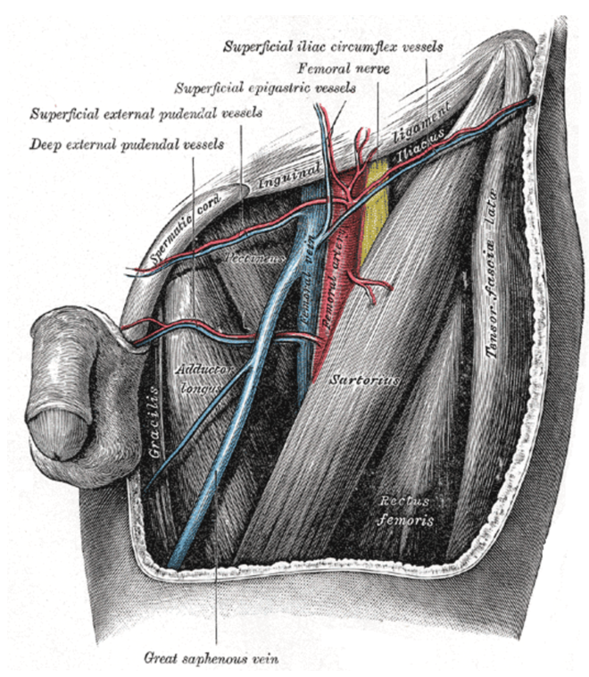 The Anatomy of Femoral Vascular Access — Taming the SRU