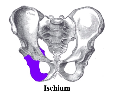 Pelvic Girdle Ischial Tuberosity