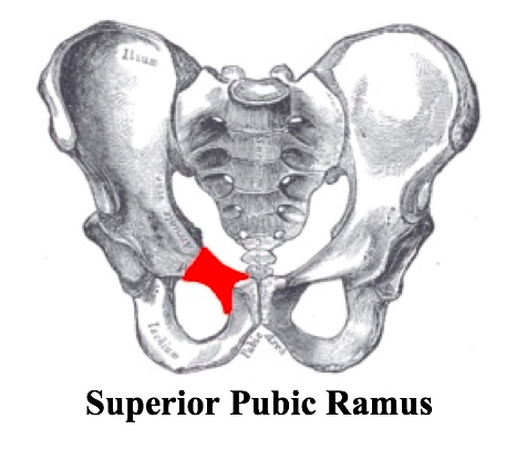 Superior Pubic Ramus
