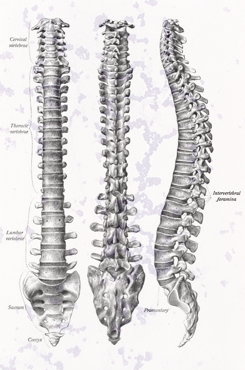 Spinal Epidural Abscess — Taming the SRU