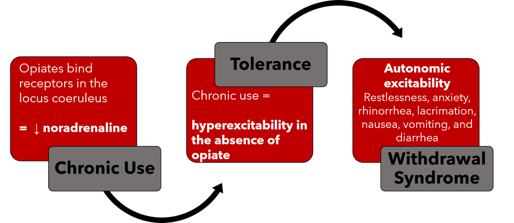 Opioid Withdrawal Therapy: Autonomic Hypersensitivity Tamed — Taming ...