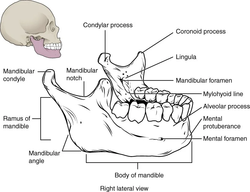 Face the Music: Emergency Management of Facial Fractures — Taming the SRU