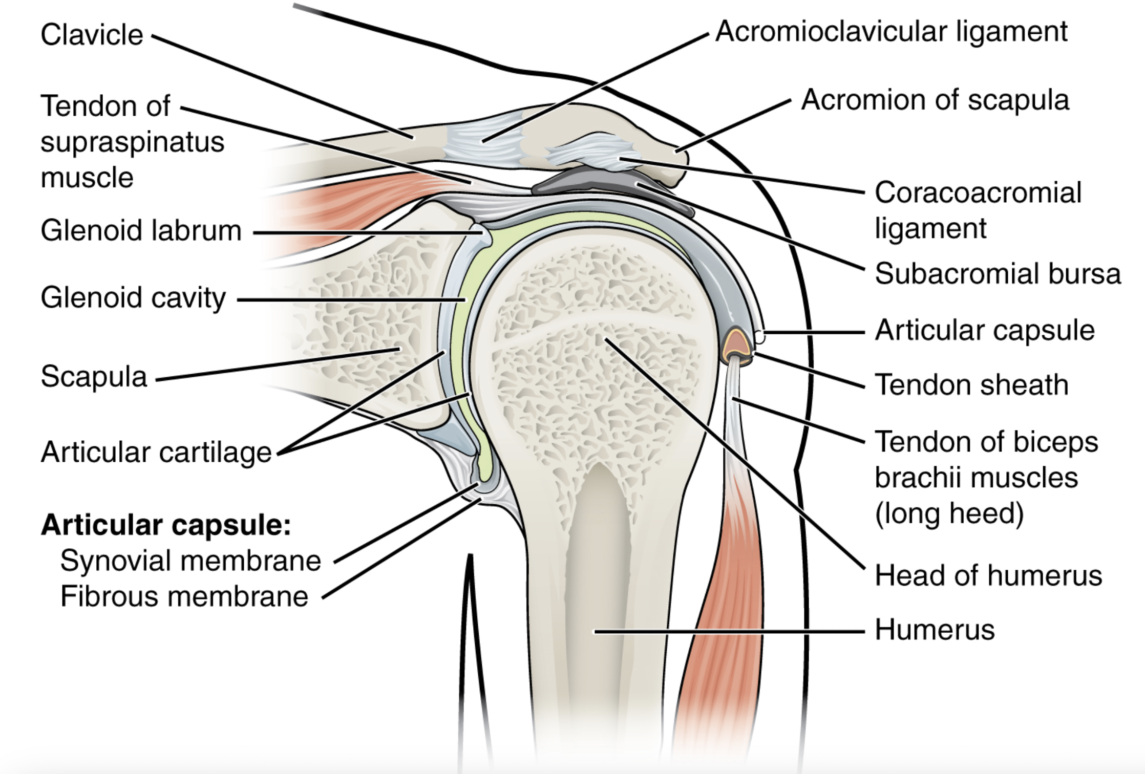 Consultant Corner: Acute Management of the Dislocated Shoulder, Part 1 ...