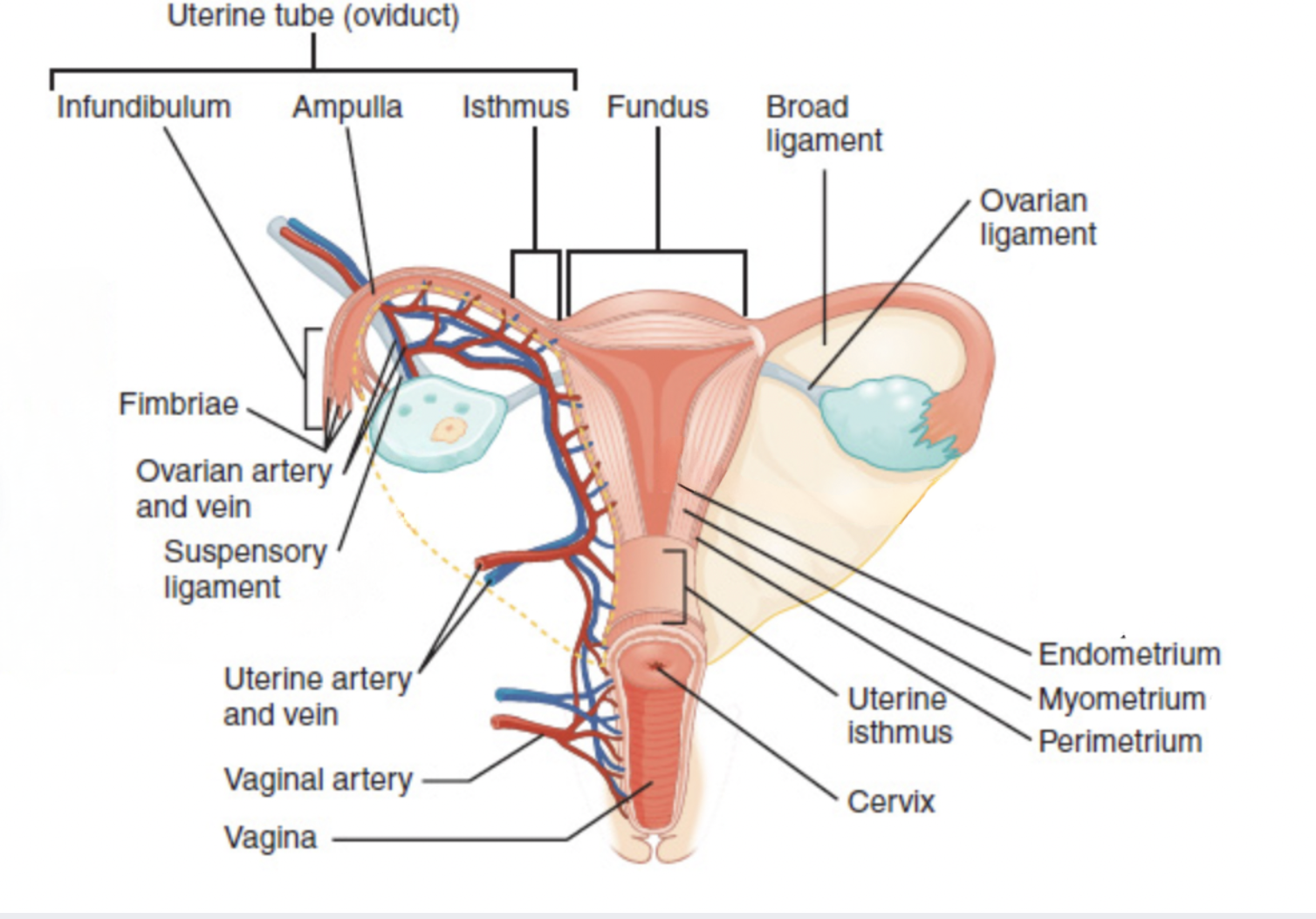 Ovarian Emergencies: Can't Miss Diagnoses — Taming the SRU