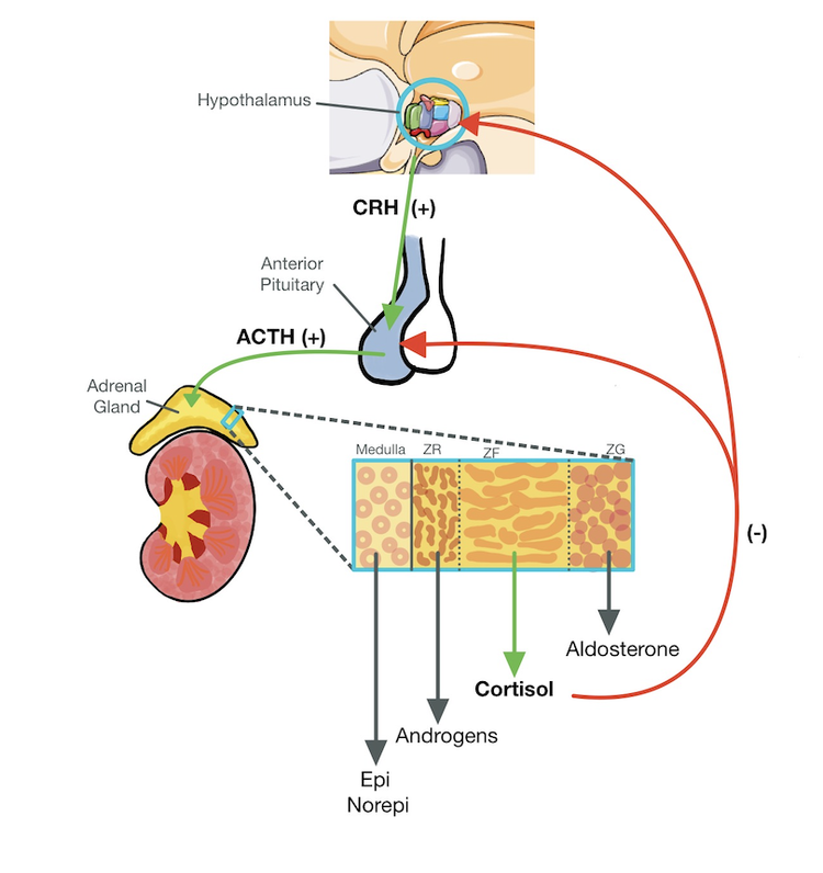 Intern Core Content: Disorders of the Adrenal Glands — Taming the SRU