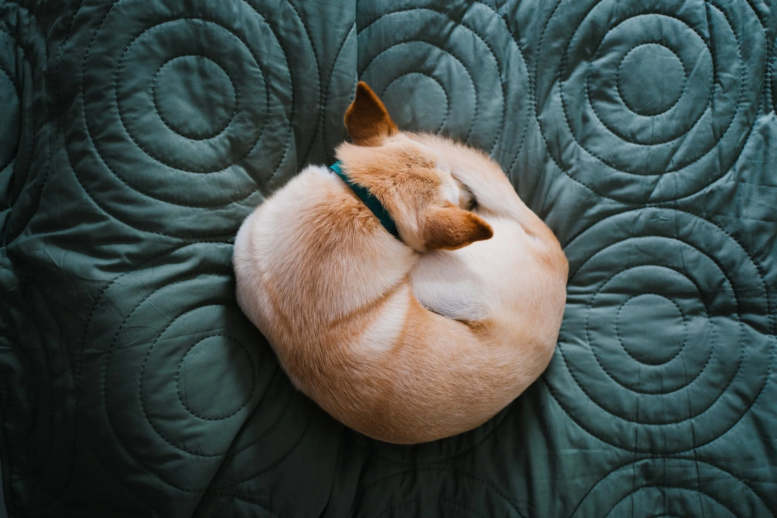 Sharon Chen Photography