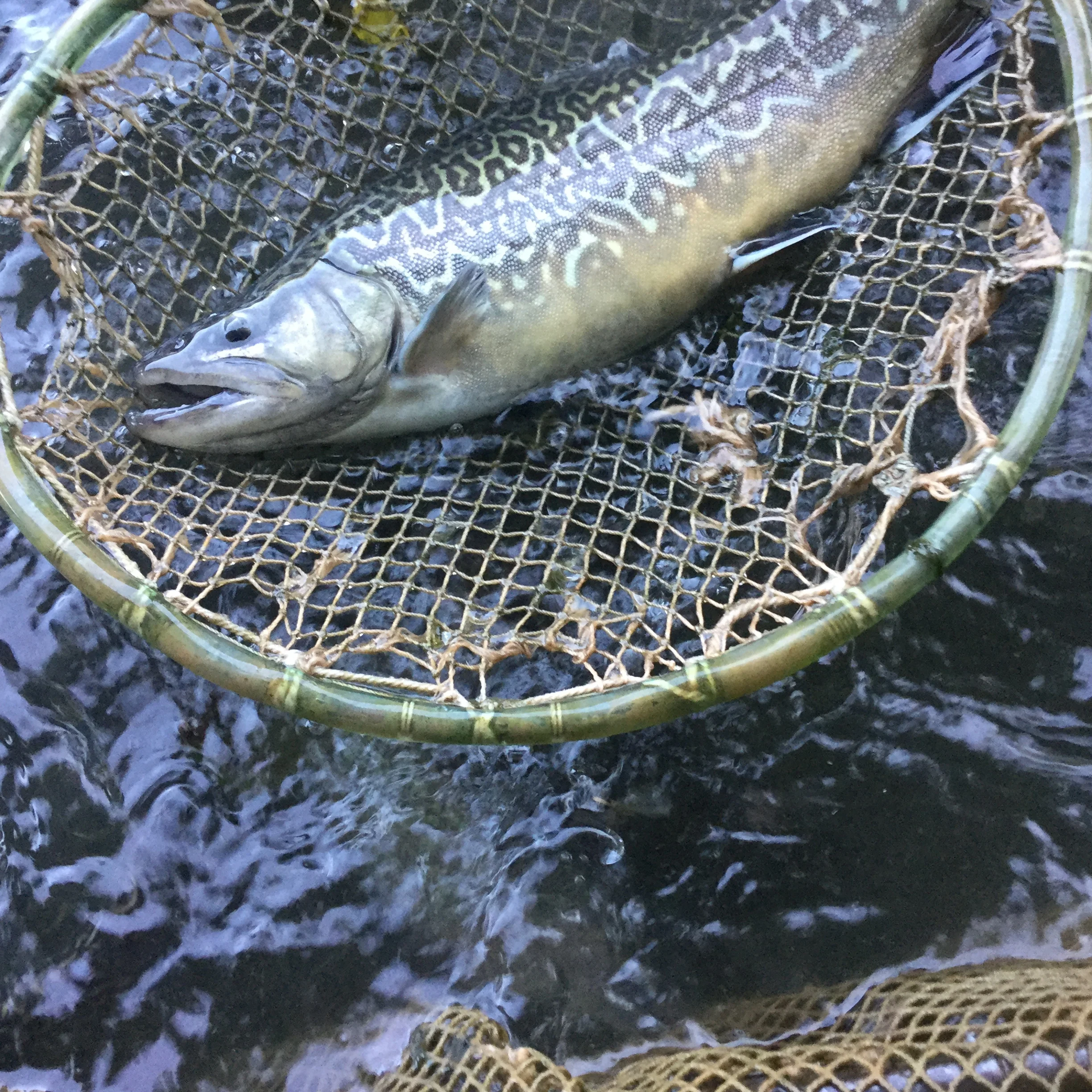 Mineral Line Farm — Torre Trout Farms Ltd