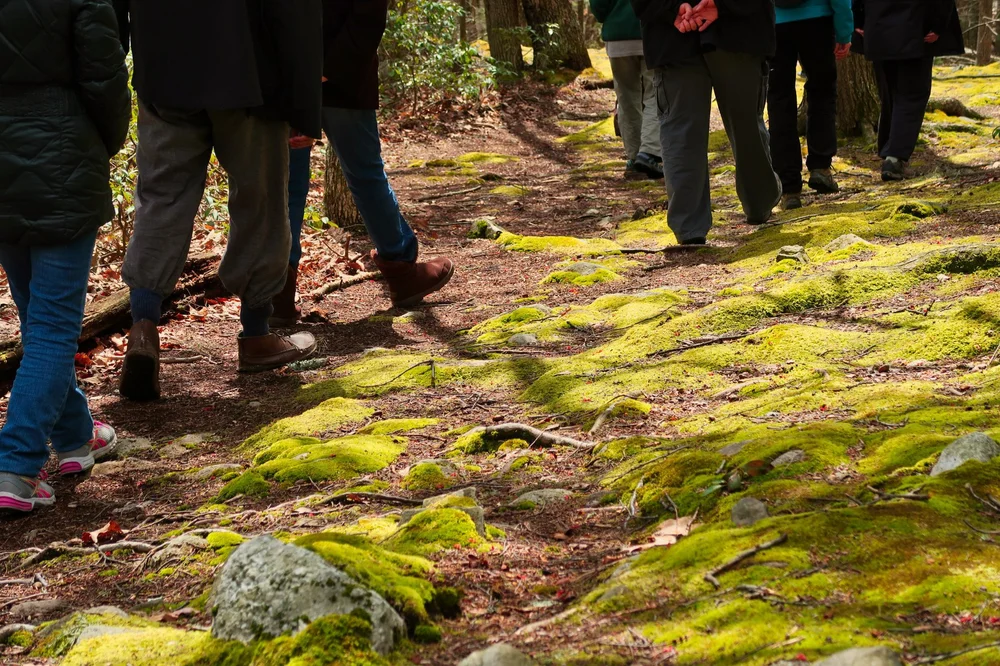 Order of Interbeing Retreat: No Coming, No Going — BLUE CLIFF MONASTERY