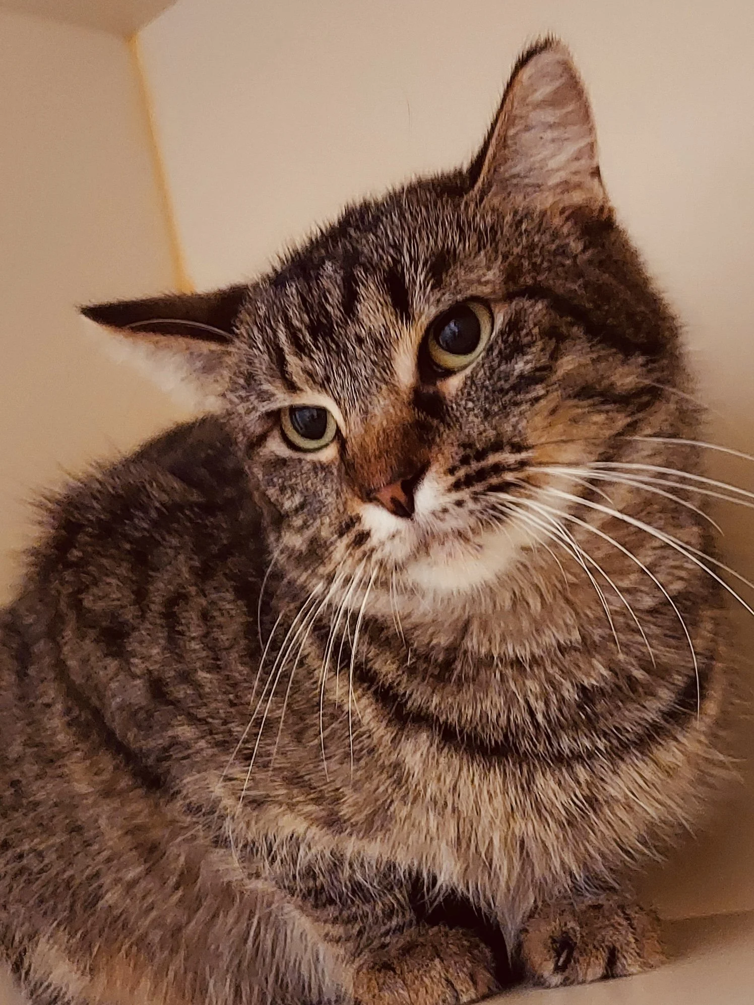 Animals In Need Rescue Network