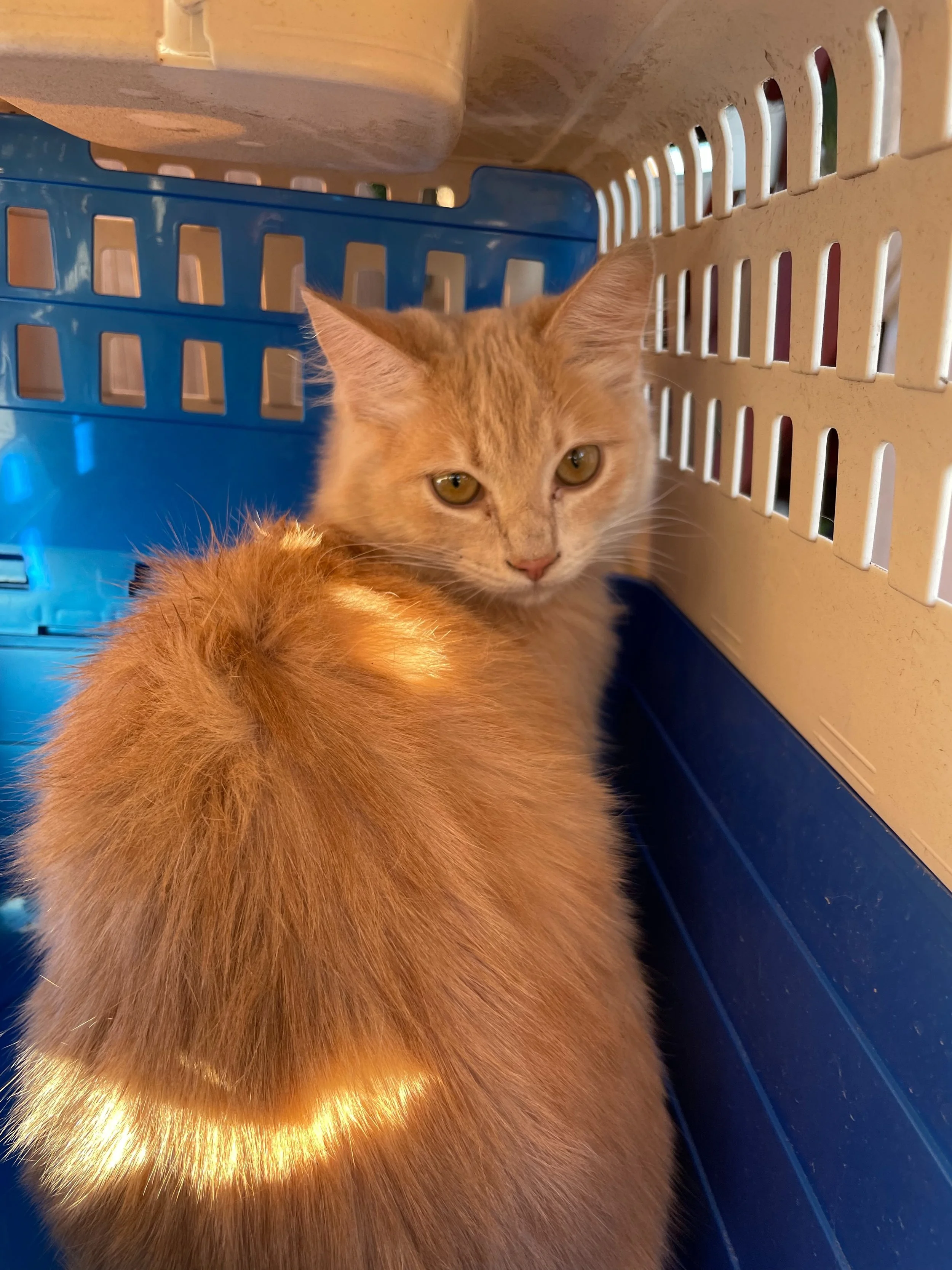 Animals In Need Rescue Network