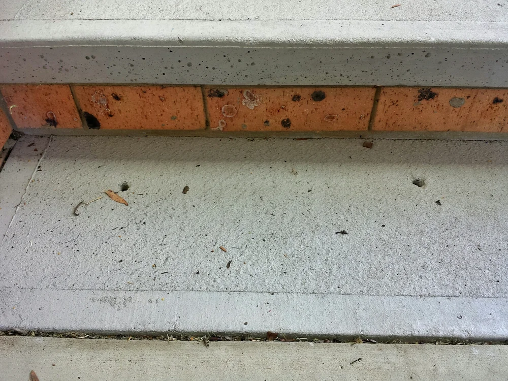 Drilling & Injecting — The Termite Trackers - Termite Inspections ...