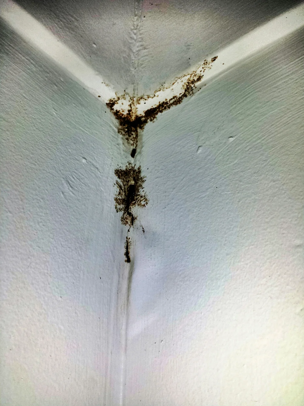 How to identify termite mudding. — The Termite Trackers - Termite ...