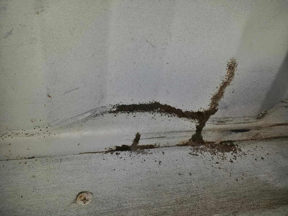 Using shipping containers for storage = termite haven! — The Termite ...