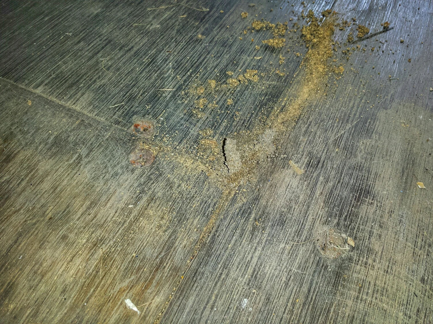 Using shipping containers for storage = termite haven! — The Termite ...