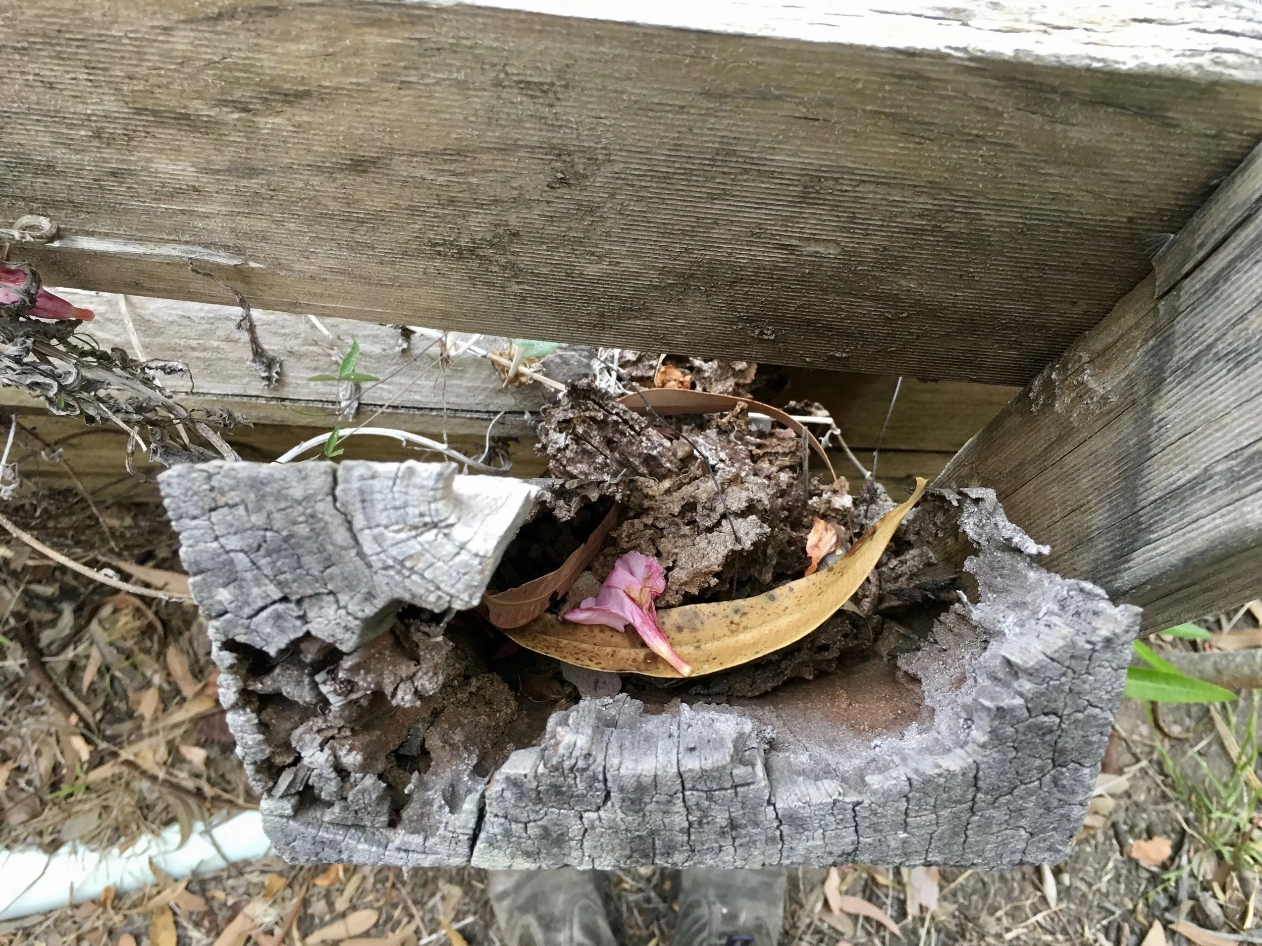 Timber isn’t the best material for landscaping. — The Termite Trackers ...