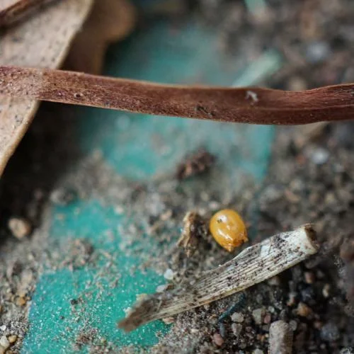 Termite Baiting — The Termite Trackers - Termite Inspections & Treatments