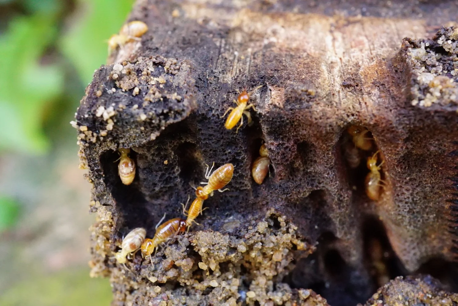 Infestation removal — The Termite Trackers - Termite Inspections ...