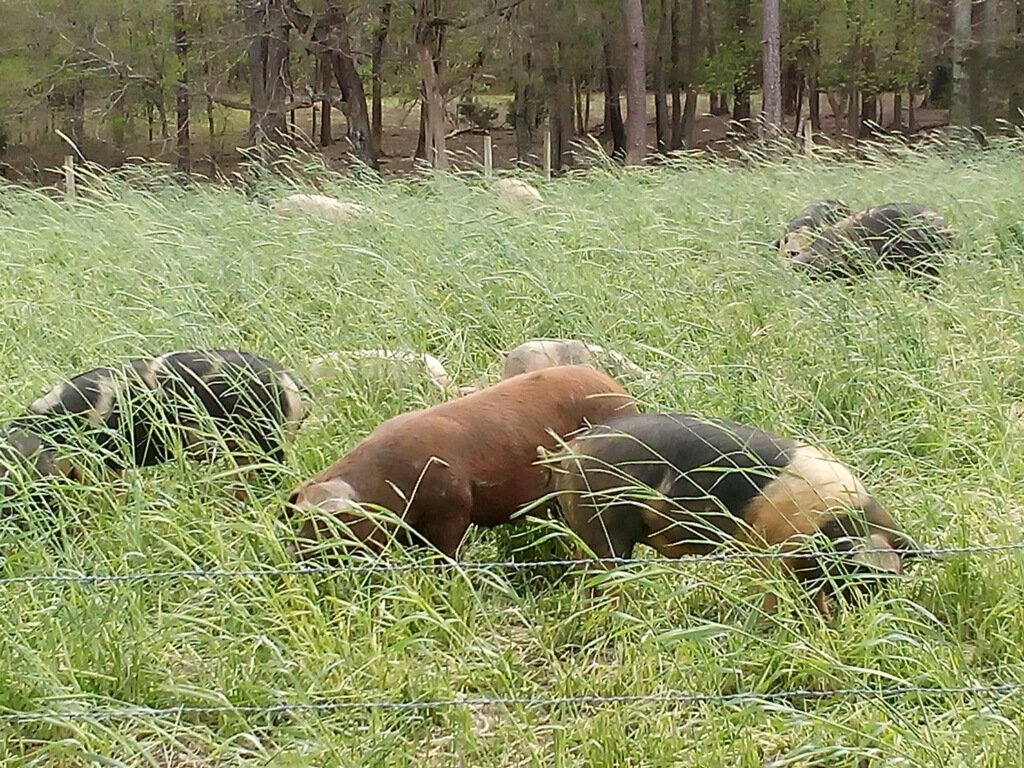 Left Bank Butchery Order Form — Left Bank Butchery