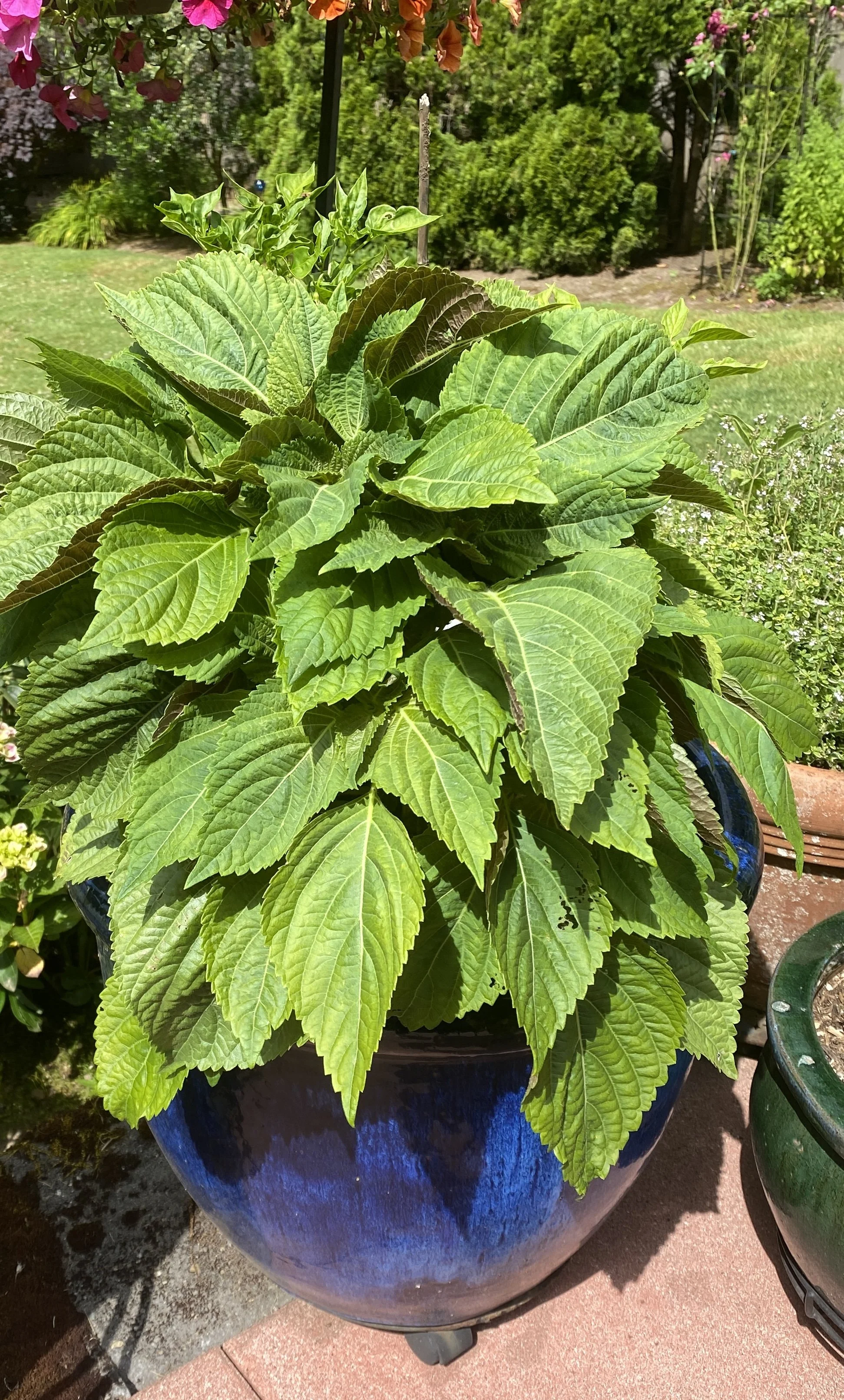 Recipes — Good Food Makes Me Happy!