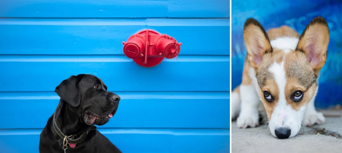 The Top 5 Best Places to Photograph your Pet — ALICIA RIUS PHOTOGRAPHY ...