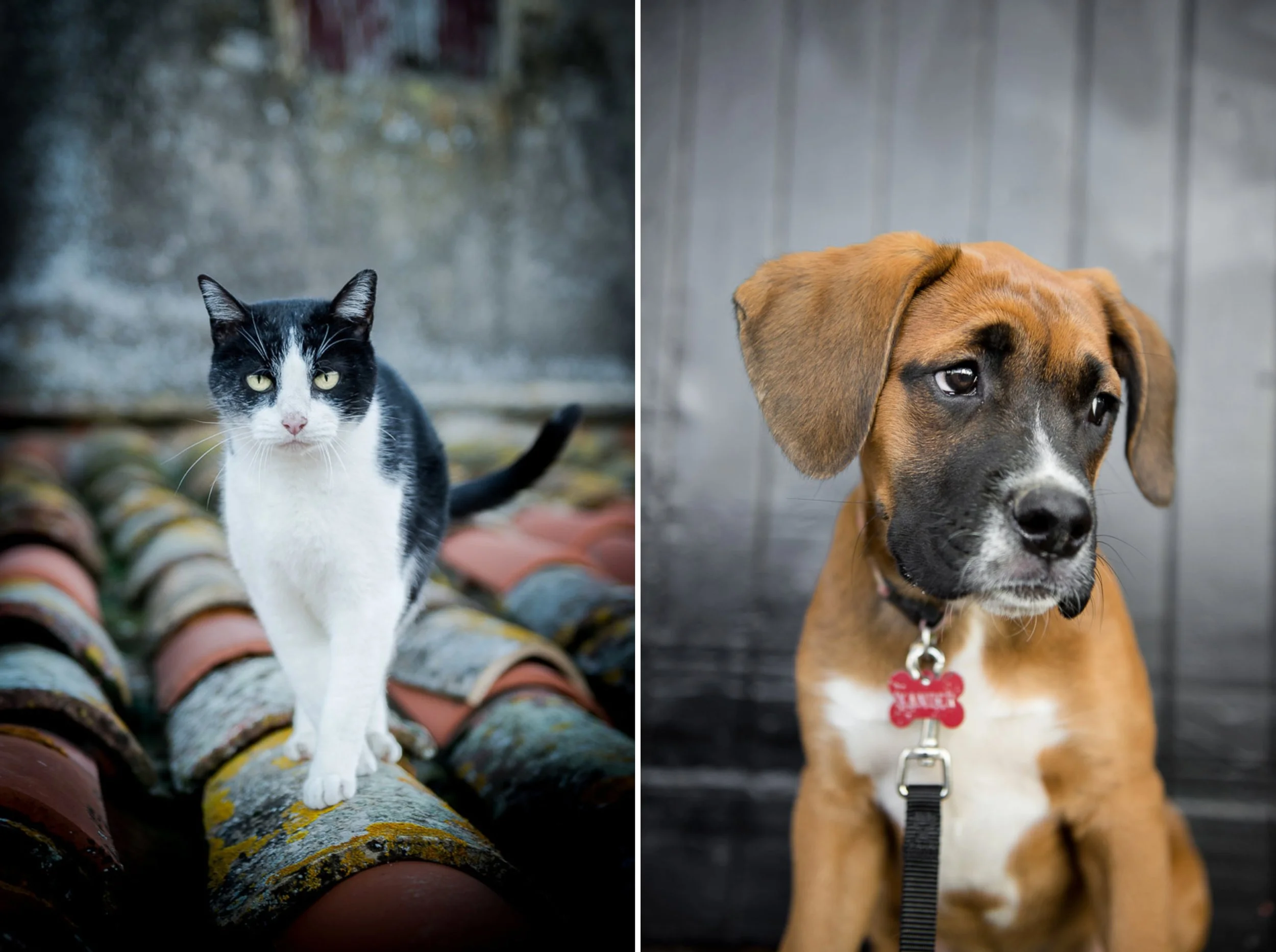 How to Set Up a Pet Photography Studio - The Beginner's Guide — ALICIA ...