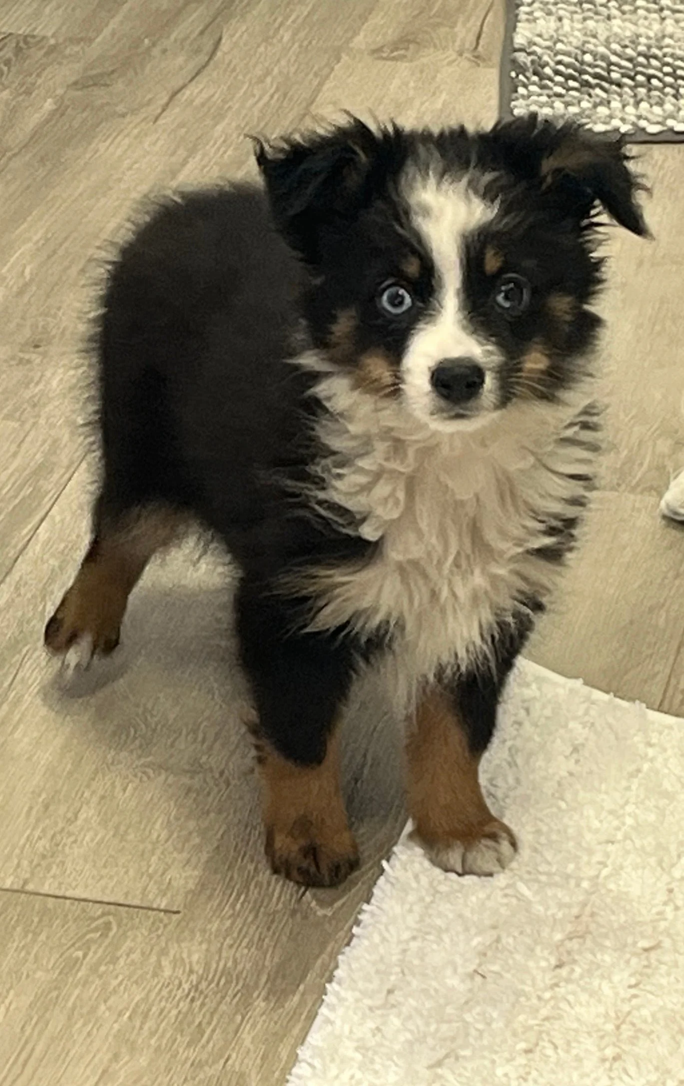 Toy/Teacup Aussies for sale — Circle K Farms -Teacup-Tiny Toys-Toys and ...