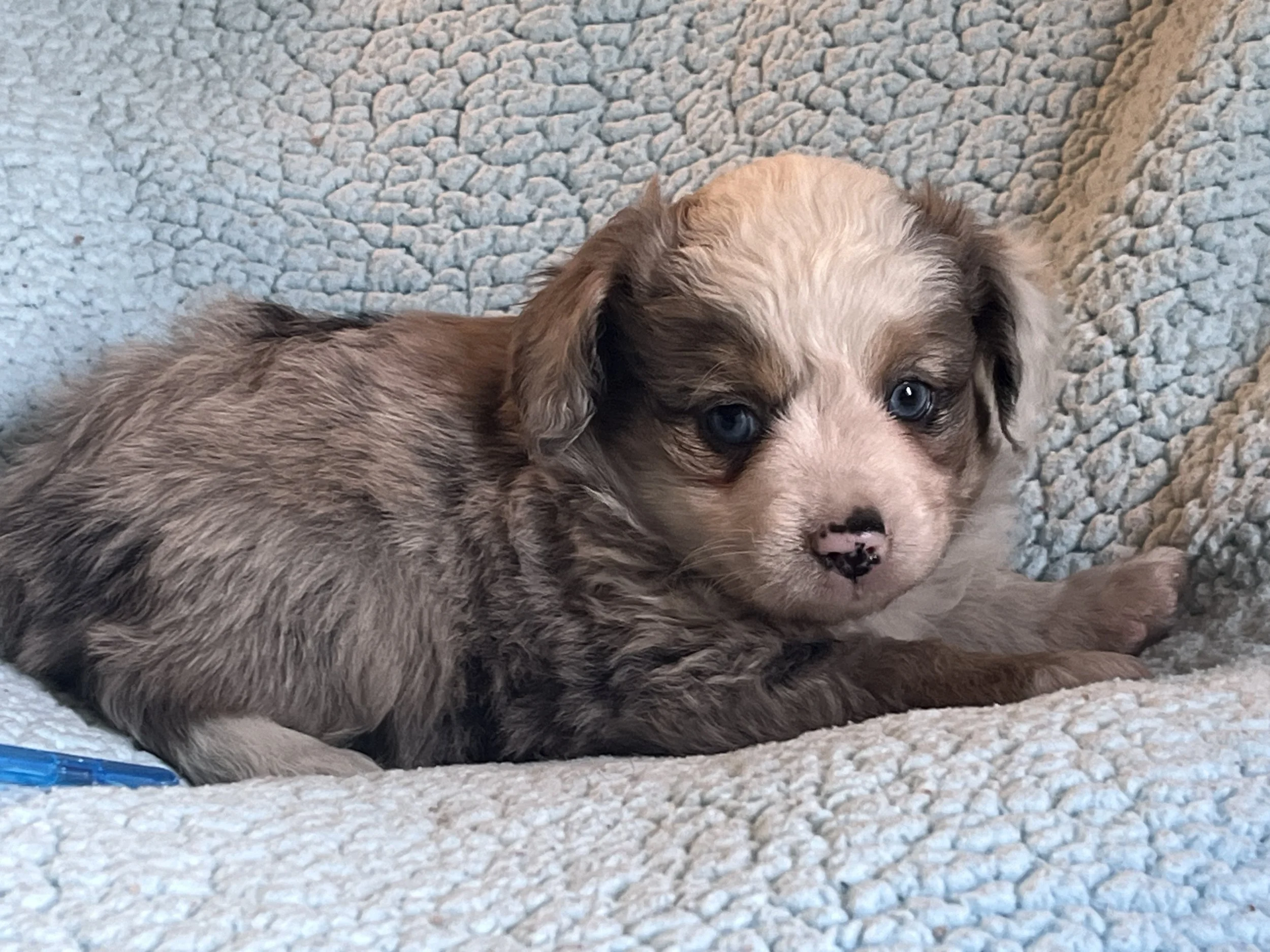 Toy/Teacup Aussies — Circle K Farms -Teacup-Tiny Toys-Toys and ...