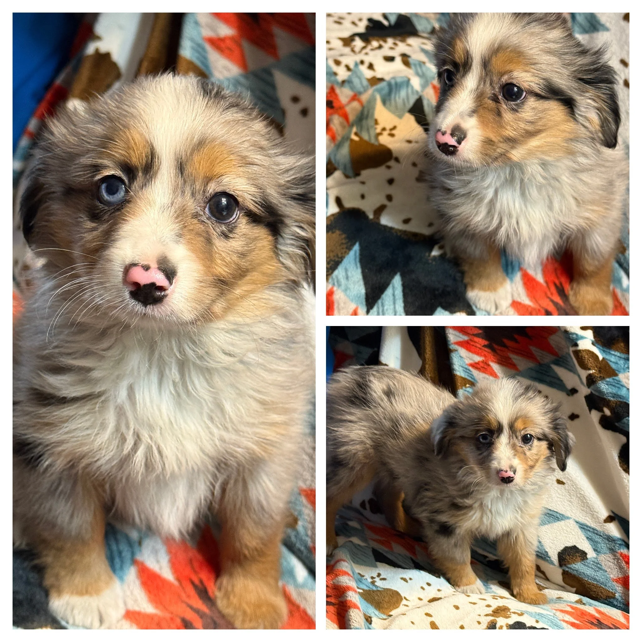 Toy/Teacup Aussies for sale — Circle K Farms -Teacup-Tiny Toys-Toys and ...