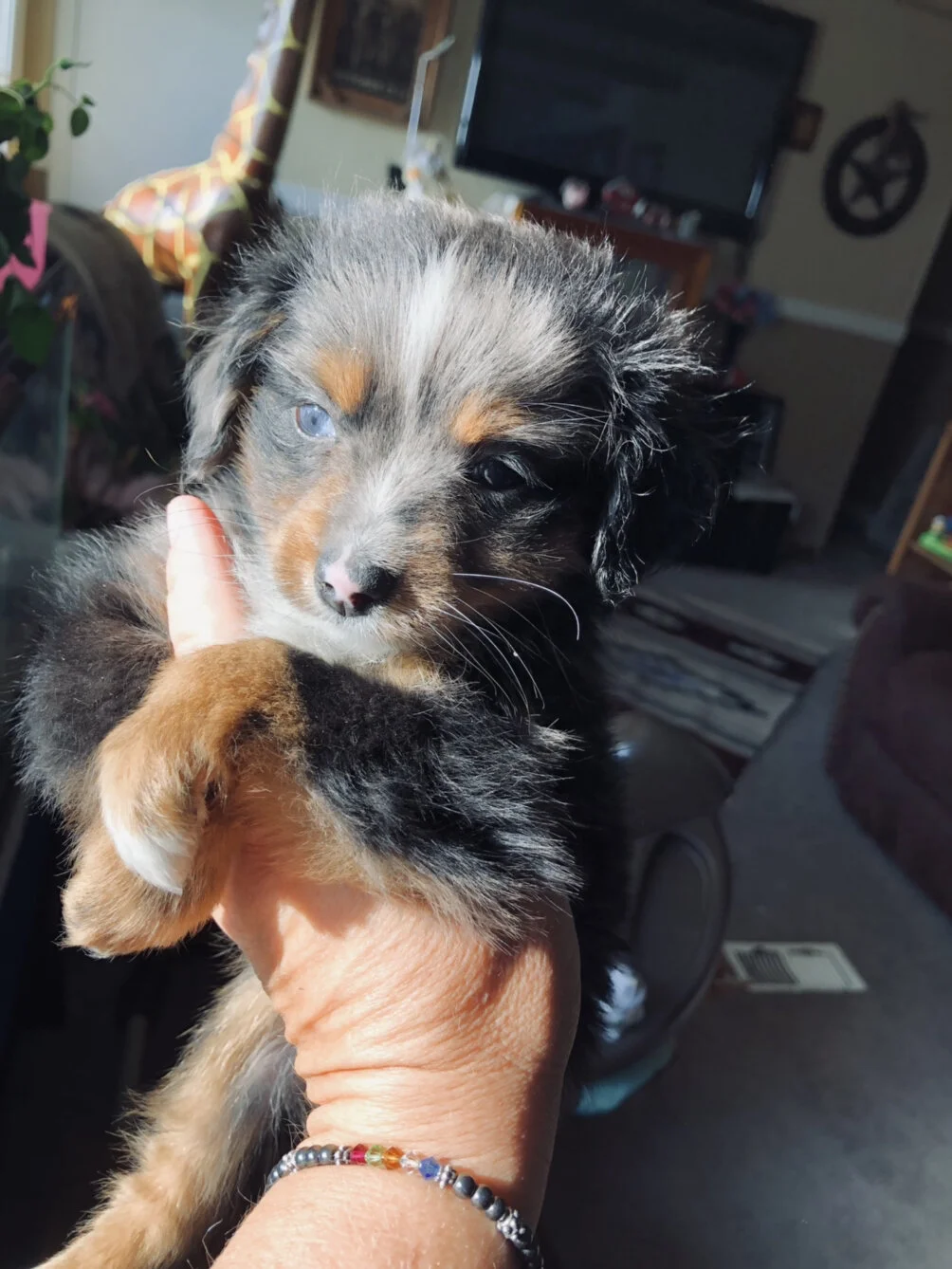 For Sale — Circle K Farms -Teacup-Tiny Toys-Toys and Miniature ...